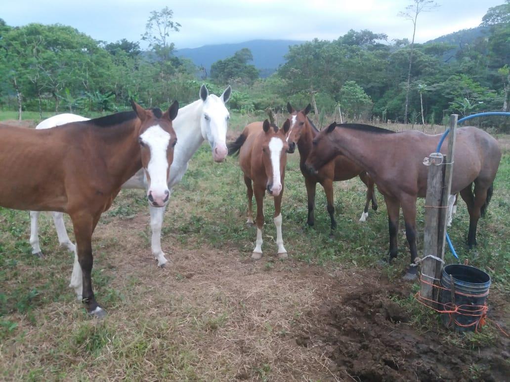 The Costa Rican Horse - SensorialSunsets