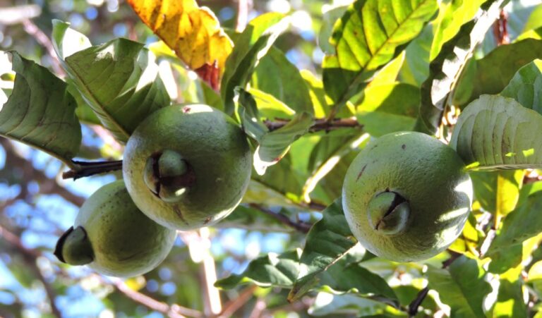 5 Typical Fruits of Costa Rica - SensorialSunsets
