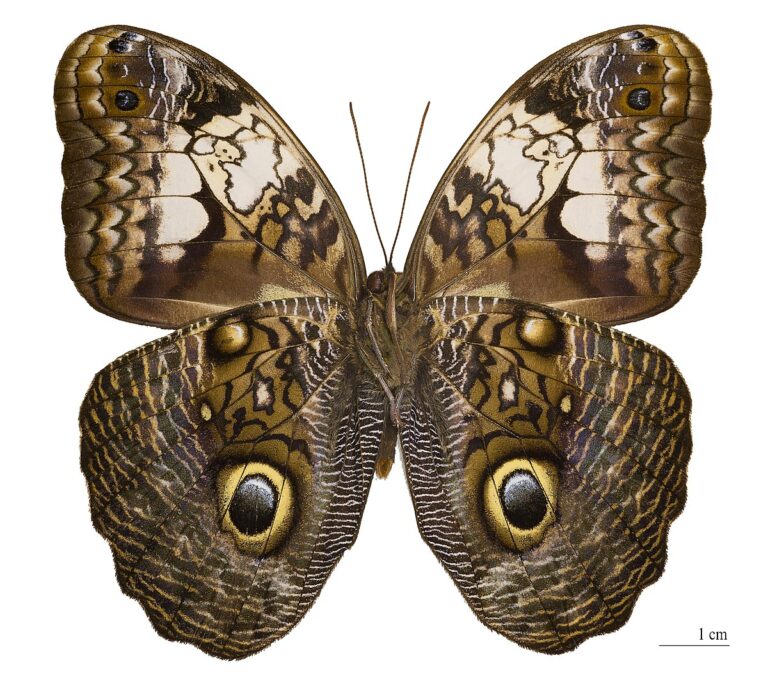 The 5 most beautiful butterflies of Costa Rica - SensorialSunsets