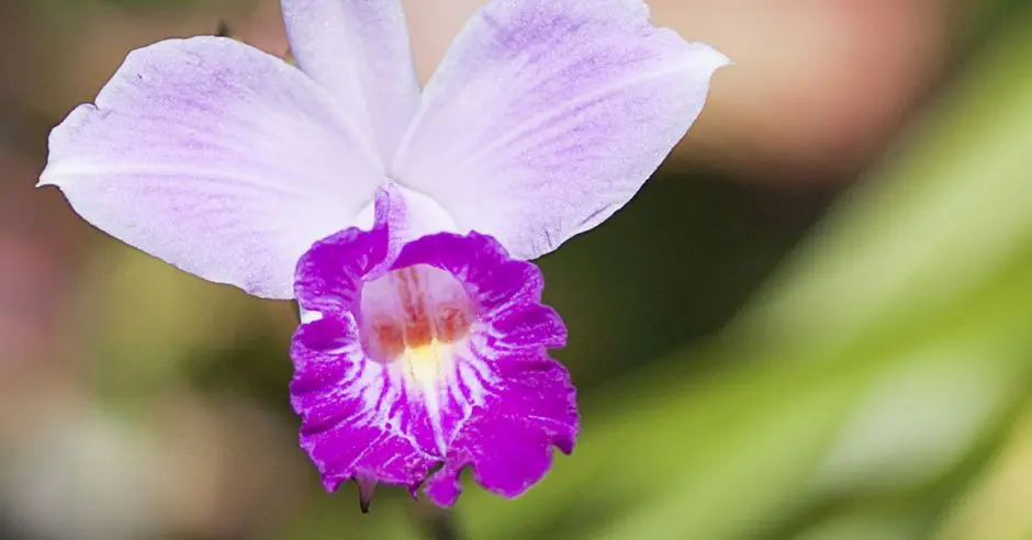 The Guaria Morada, National Flower - SensorialSunsets