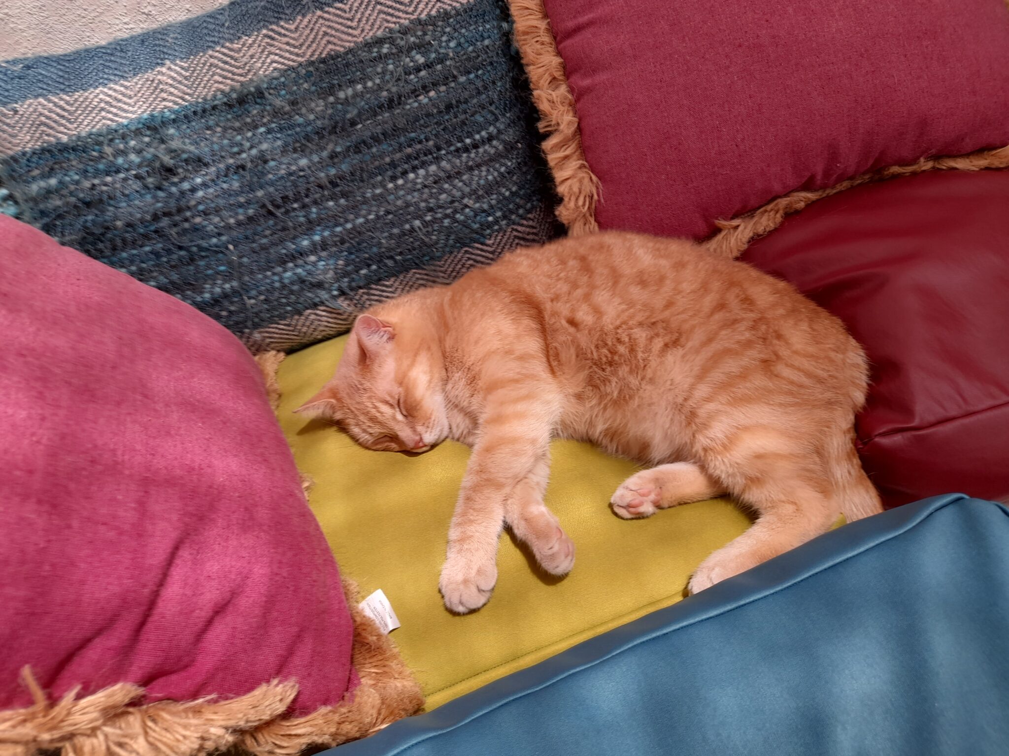 El Catio: del amor a los gatos a una propuesta nueva en Costa Rica ...