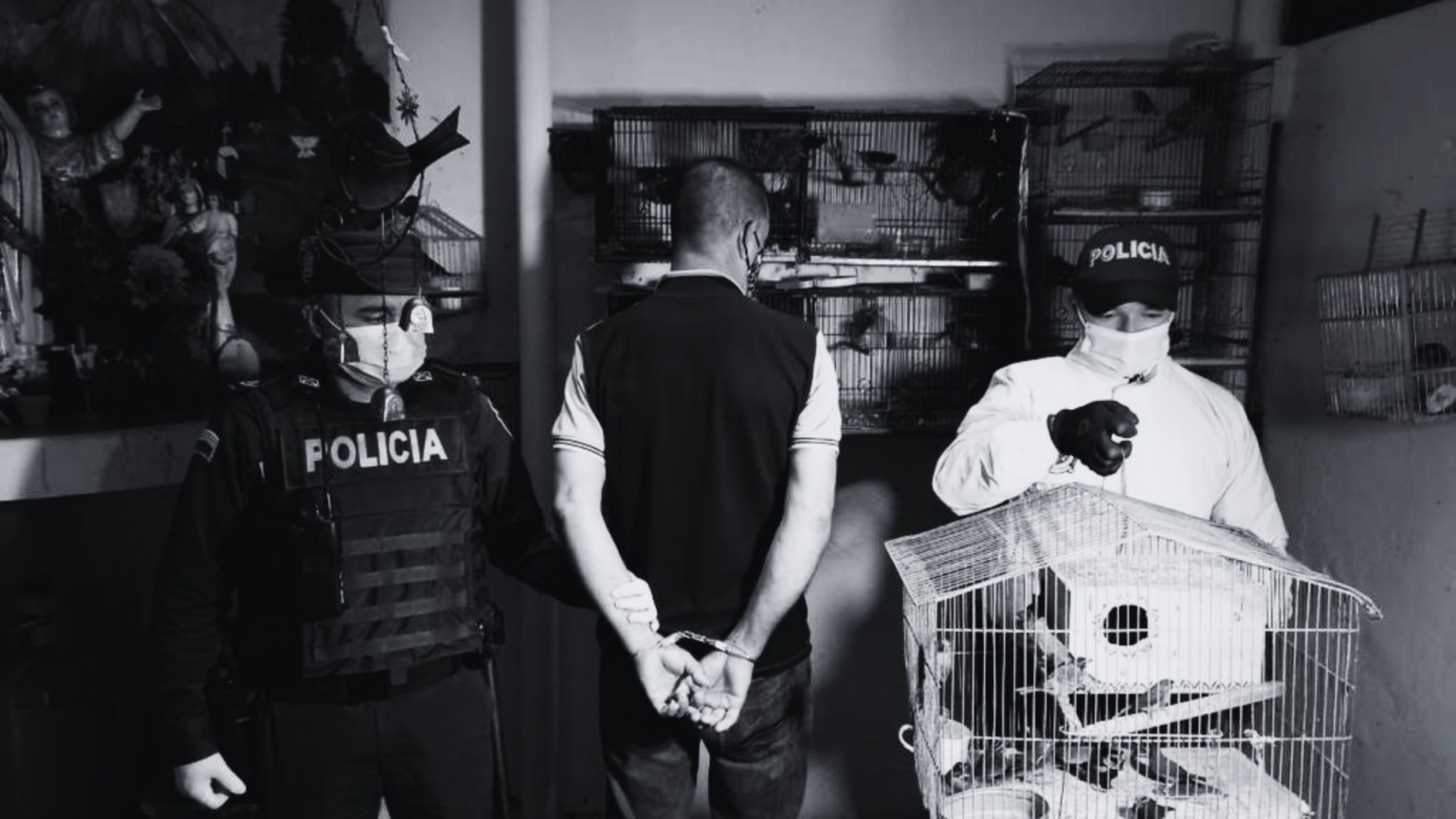 Las especies animal más tráficadas en el país - SensorialSunsets