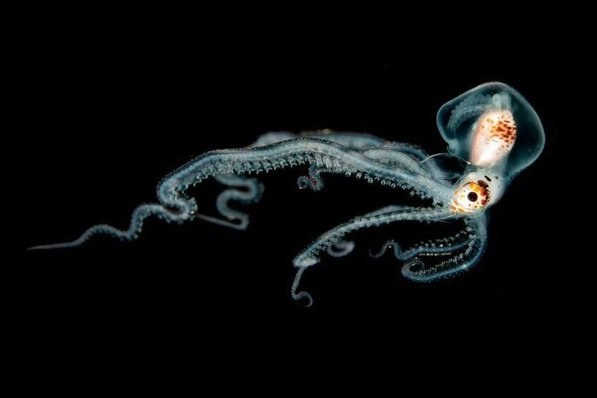 Fauna Abisal: Los secretos ocultos en las profundidades oceánicas ...