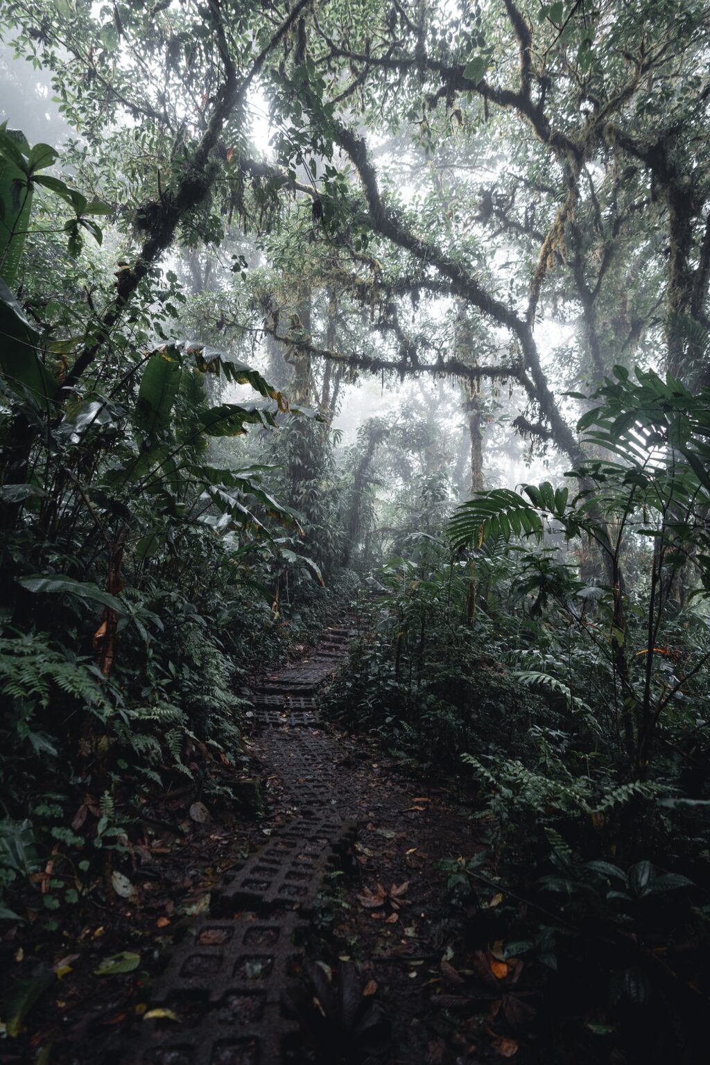 Cuáqueros en el bosque de Costa Rica - SensorialSunsets