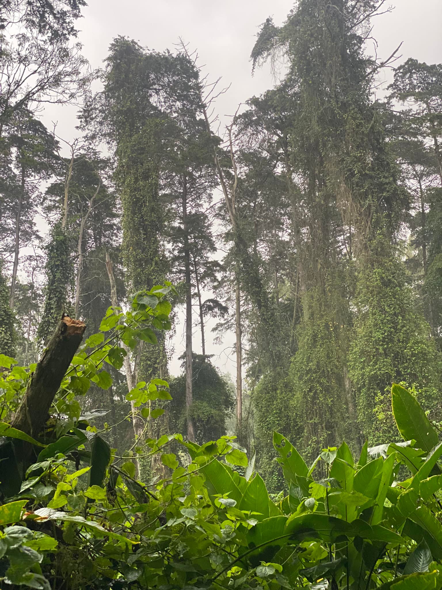The Rio Loro Municipal Environmental Park: A Natural Refuge ...