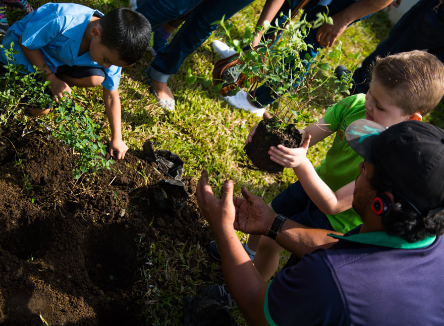 Curridabat: la ciudad dulce y sus polinizadores - SensorialSunsets