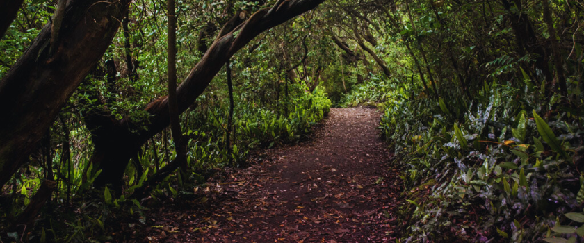 The Magic Forest Of Prusia In Irazú Volcano National Park ...