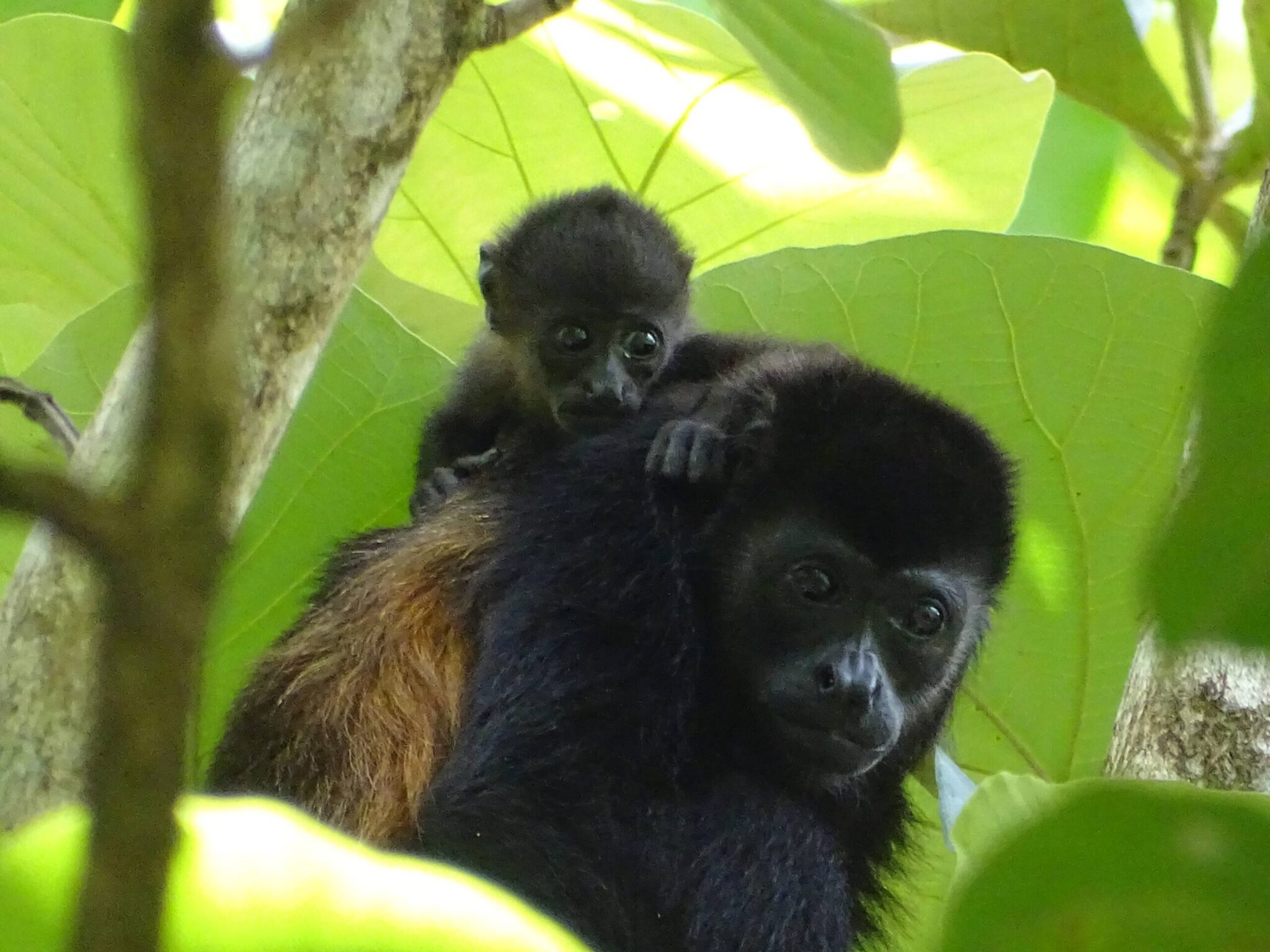 Los Monos de Costa Rica: Un Tesoro de Biodiversidad en Peligro ...