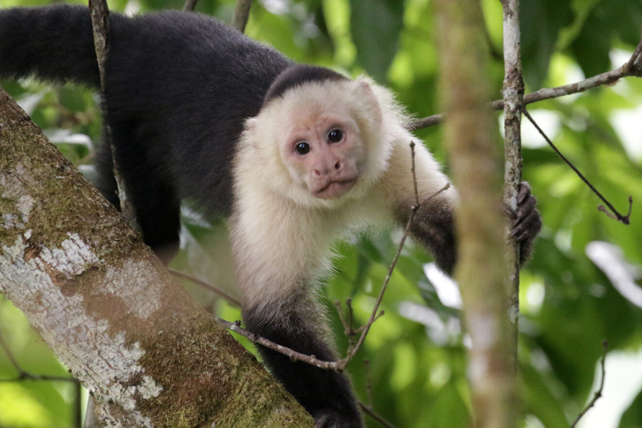 Los Monos de Costa Rica: Un Tesoro de Biodiversidad en Peligro ...