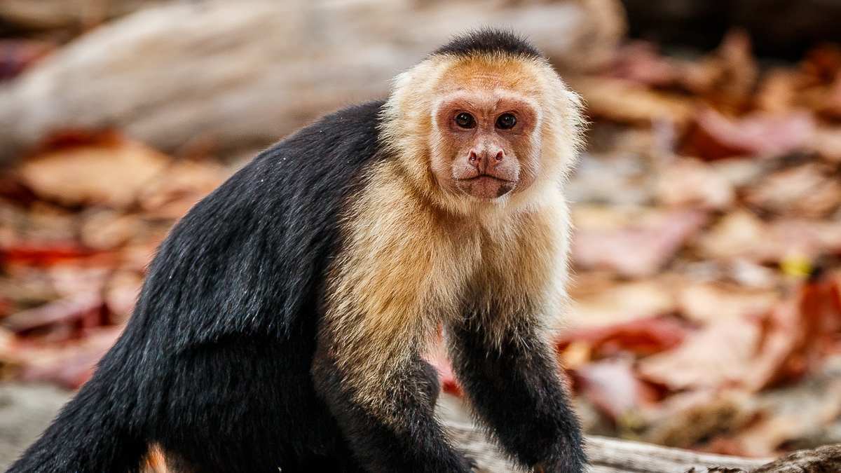 Los Monos de Costa Rica: Un Tesoro de Biodiversidad en Peligro ...