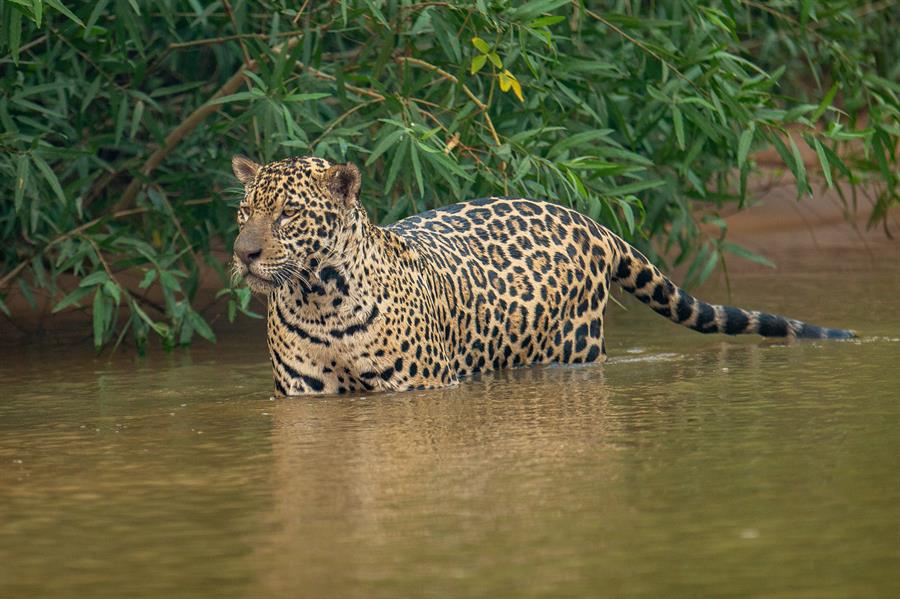 The Jaguar in Costa Rica: An Endangered Symbol - SensorialSunsets