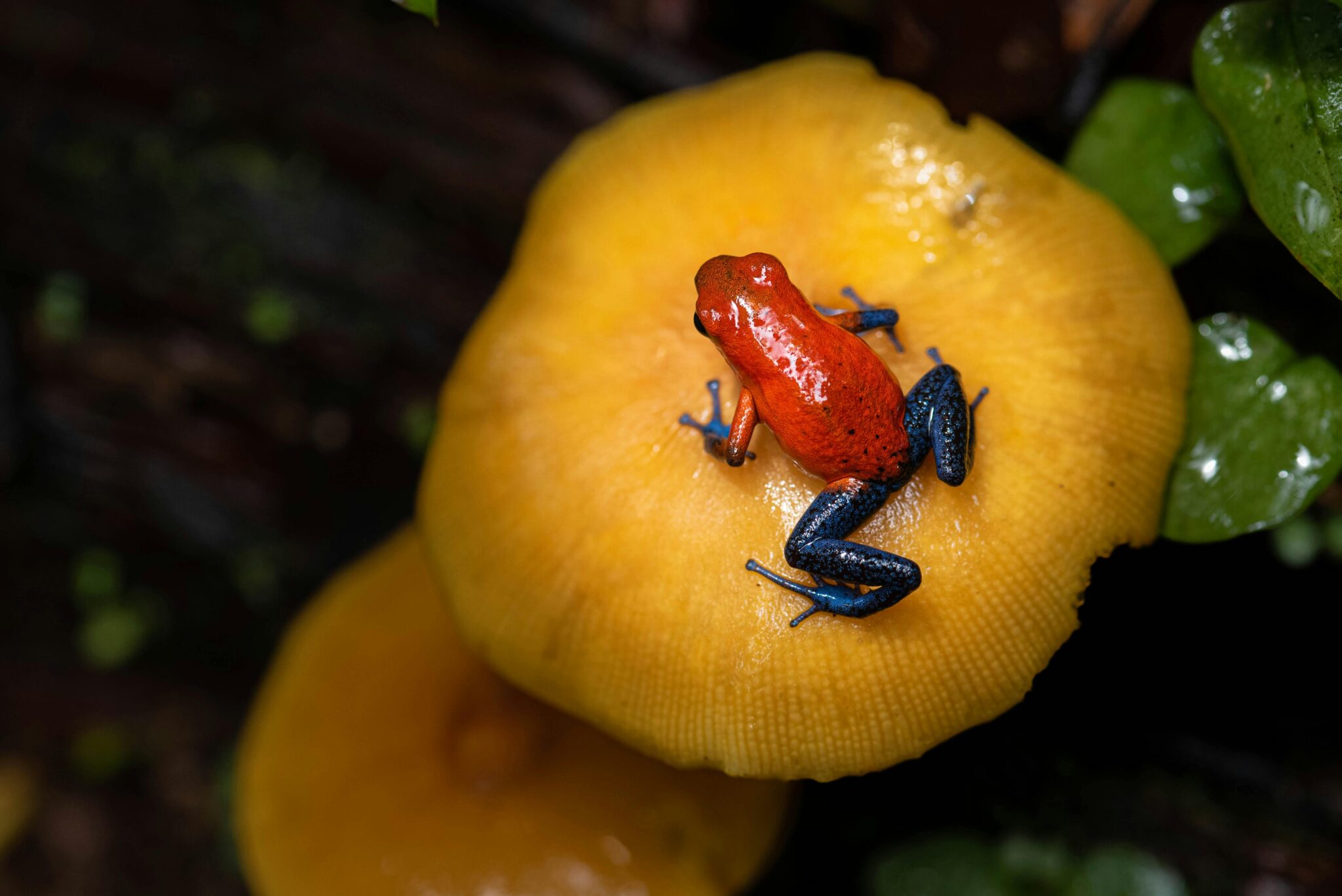 La Rana Roja: Un Símbolo de la Biodiversidad de Costa Rica ...
