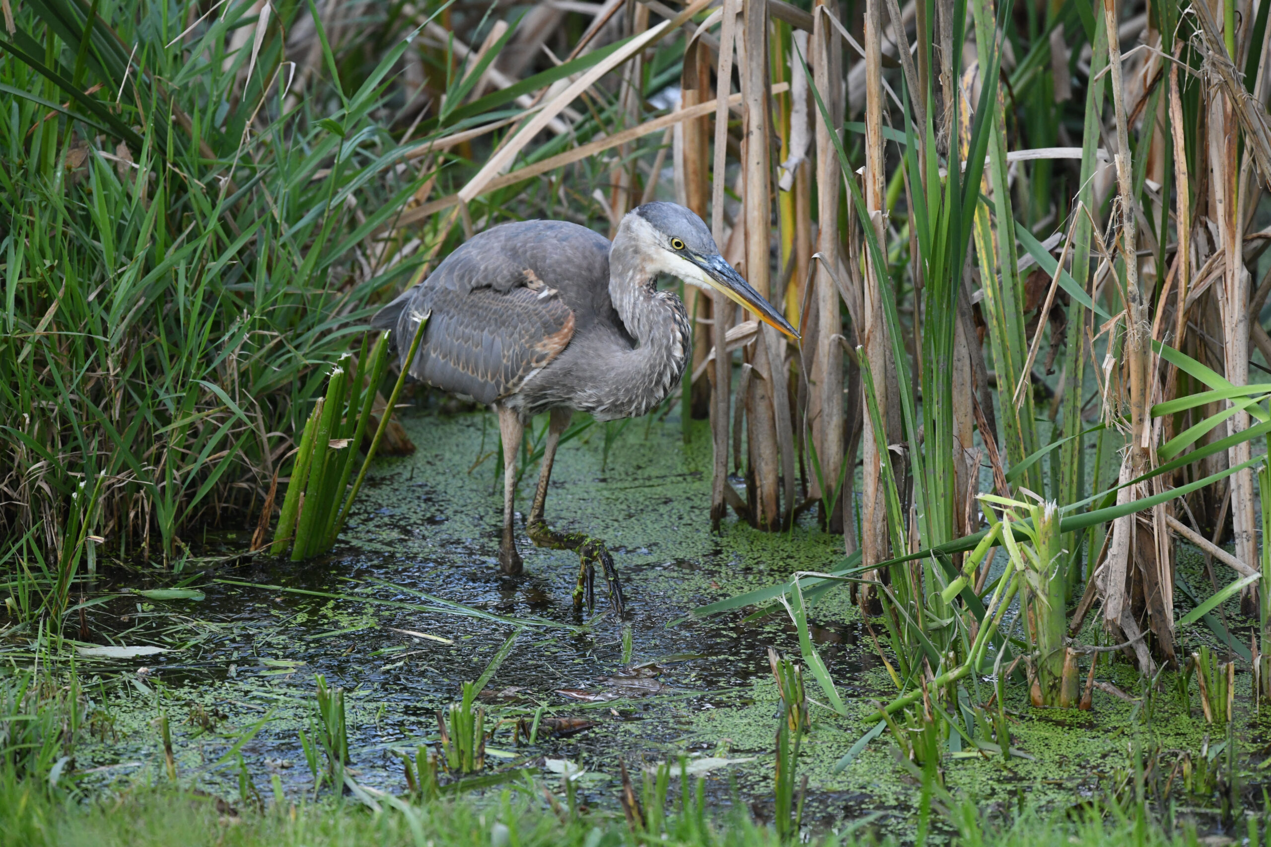 Birding in Costa Rica: The Great Blue Heron - SensorialSunsets