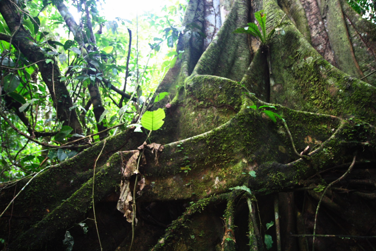 The Matapalo: Costa Rica's Iconic Tree