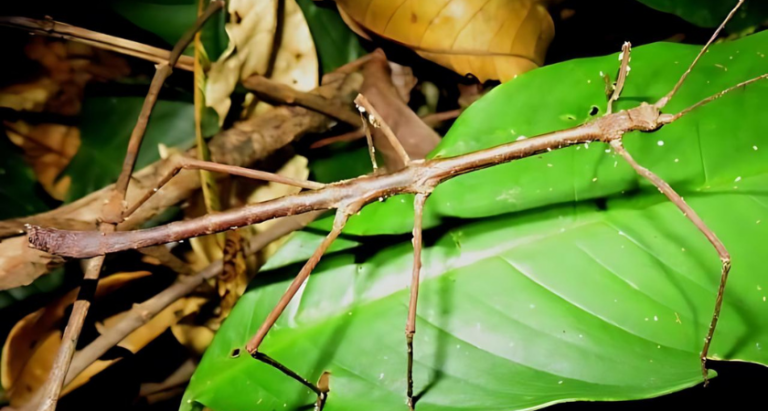 Los insectos palo: maestros del camuflaje en las selvas de Costa Rica ...