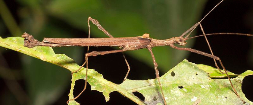 Stick Insects: Masters Of Camouflage In Costa Rica's Rainforests ...