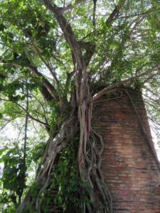 El Matapalo: El Árbol Icónico de Costa Rica