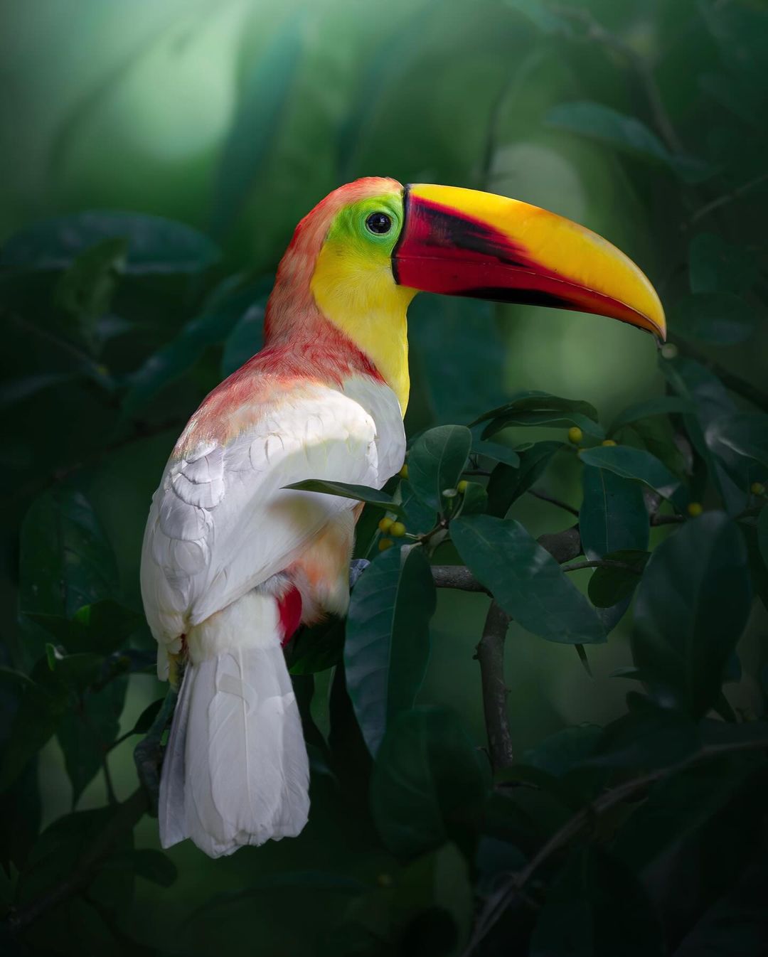 El Tucán Blanco: Embajador de la Biodiversidad Costarricense ...