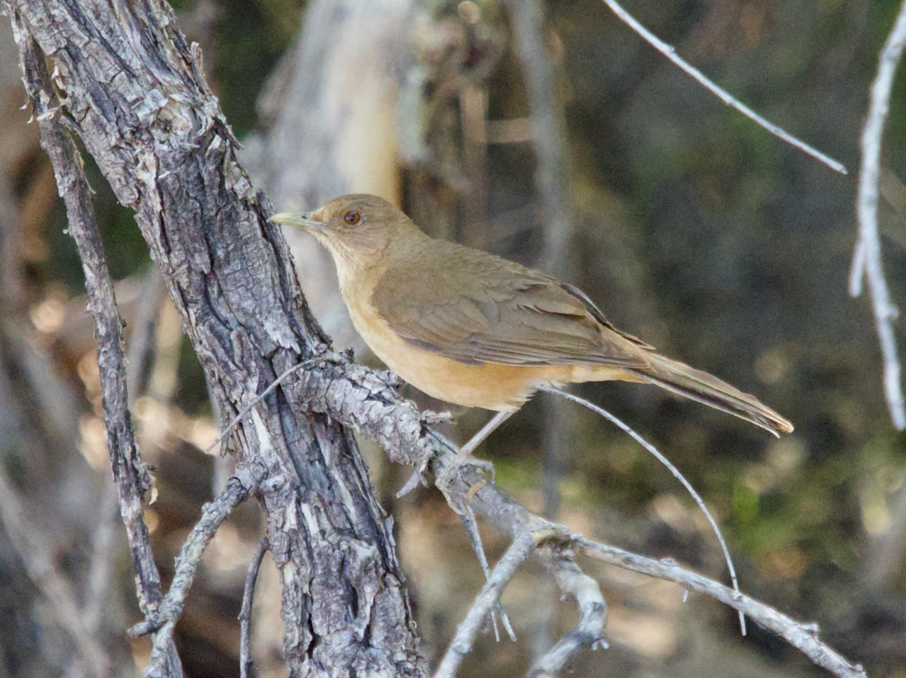 The clay-colored thrush : Costa Rica's National Bird - SensorialSunsets