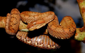 Bocaracá: the eyelash palm-pitviper of Costa Rica’s Forests