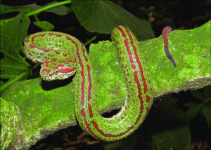 Bocaracá: the eyelash palm-pitviper of Costa Rica’s Forests
