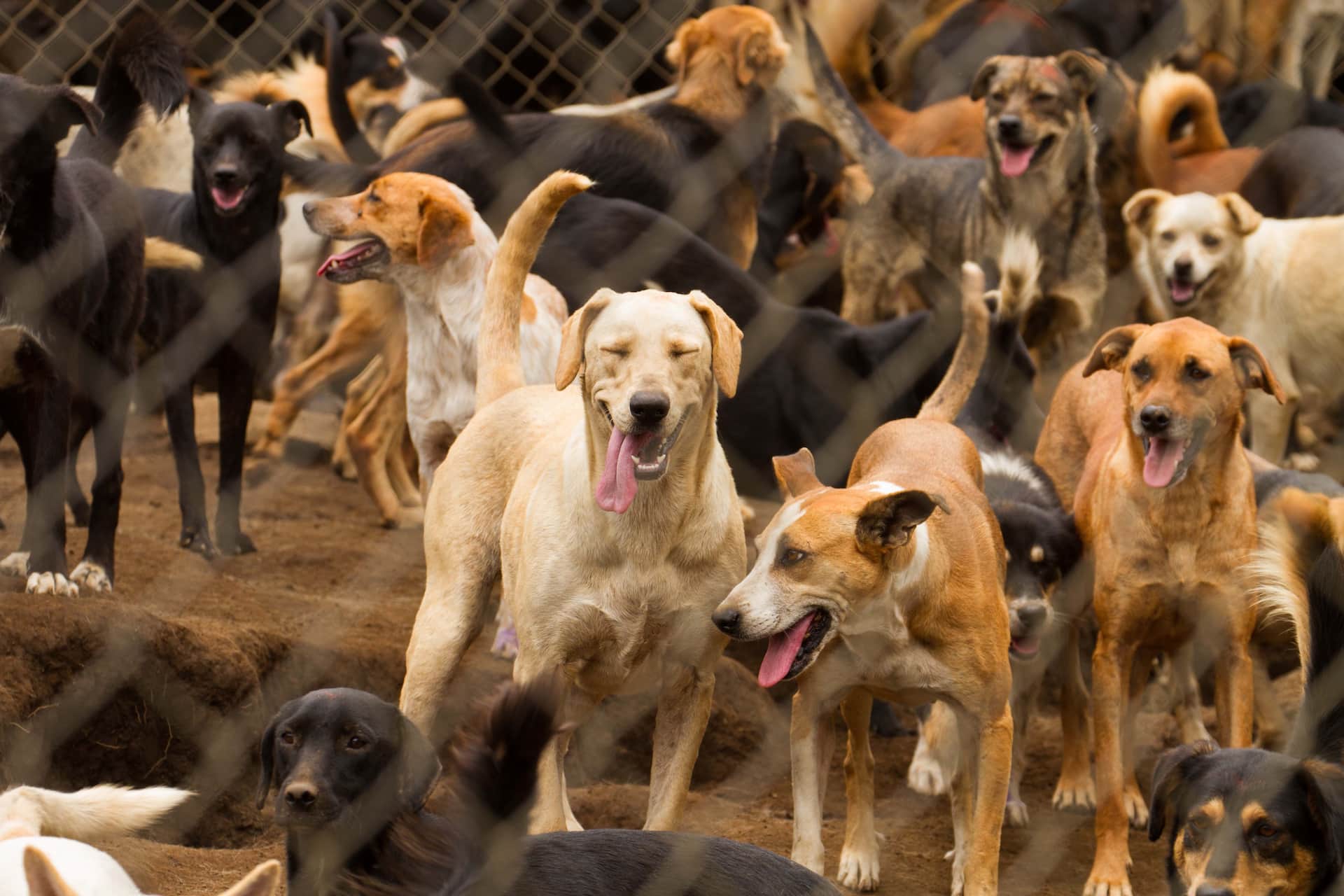 Territorio de Zaguates: a unique refuge in Costa Rica