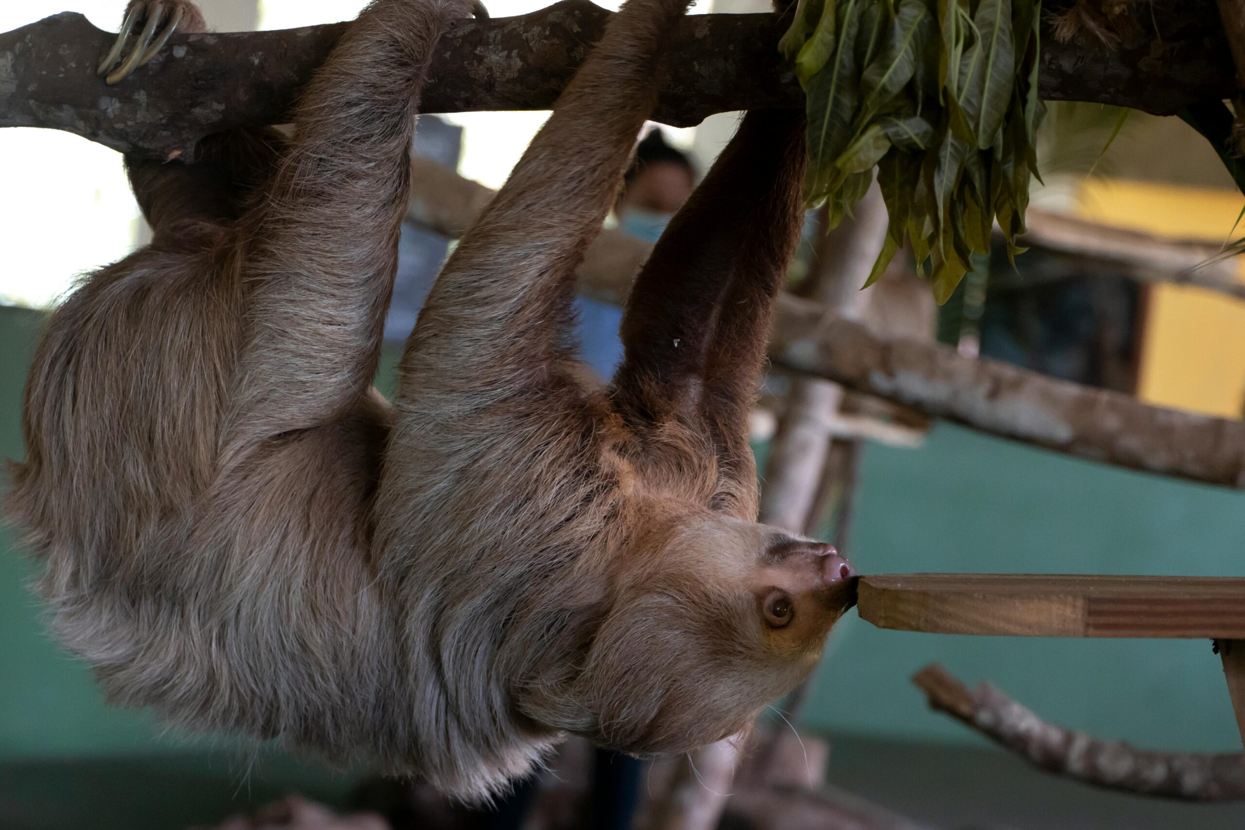Sloths in Costa Rica: species, sanctuaries, and where to see them ...