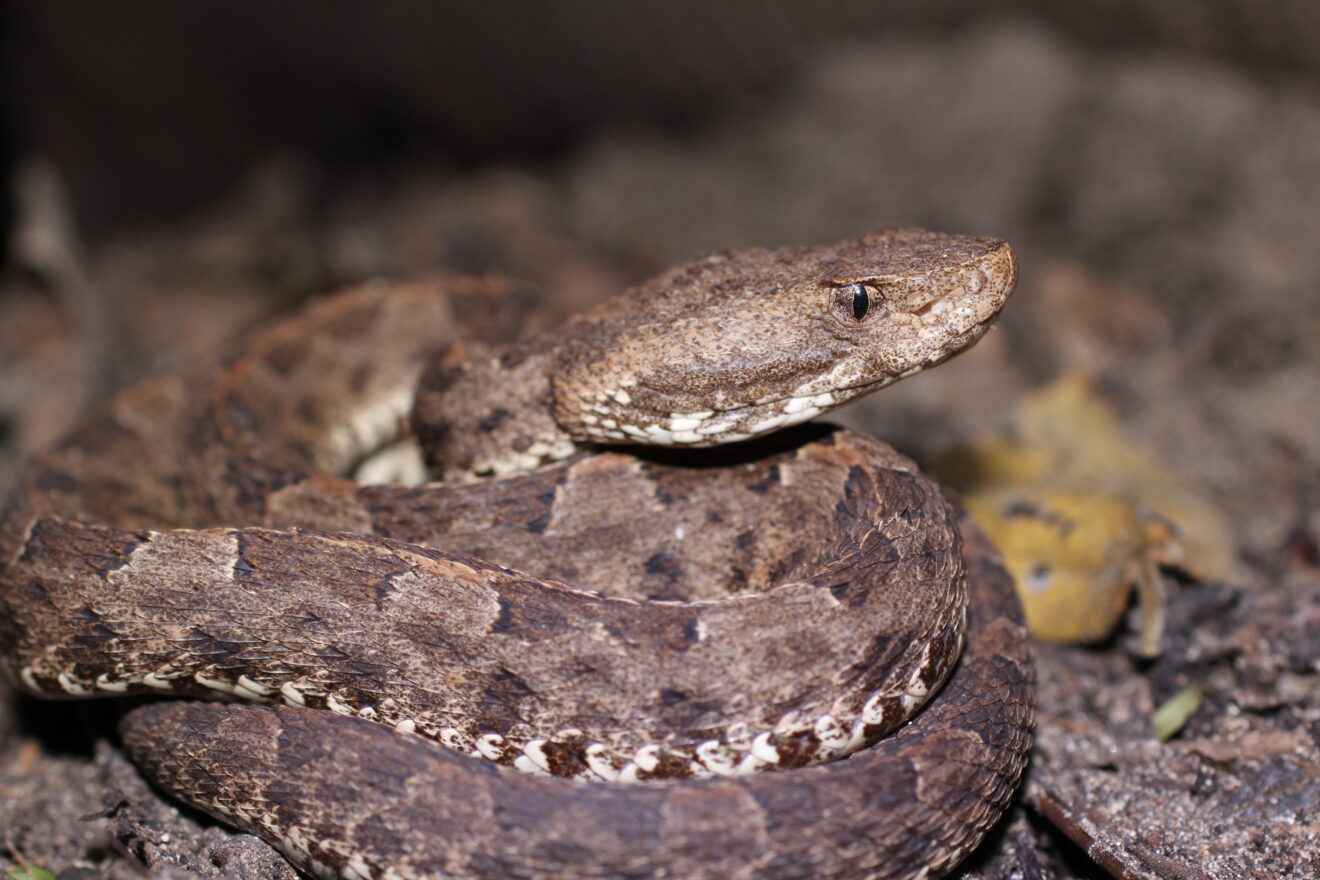 Snake prevention in Costa Rica: guide for homes and gardens ...