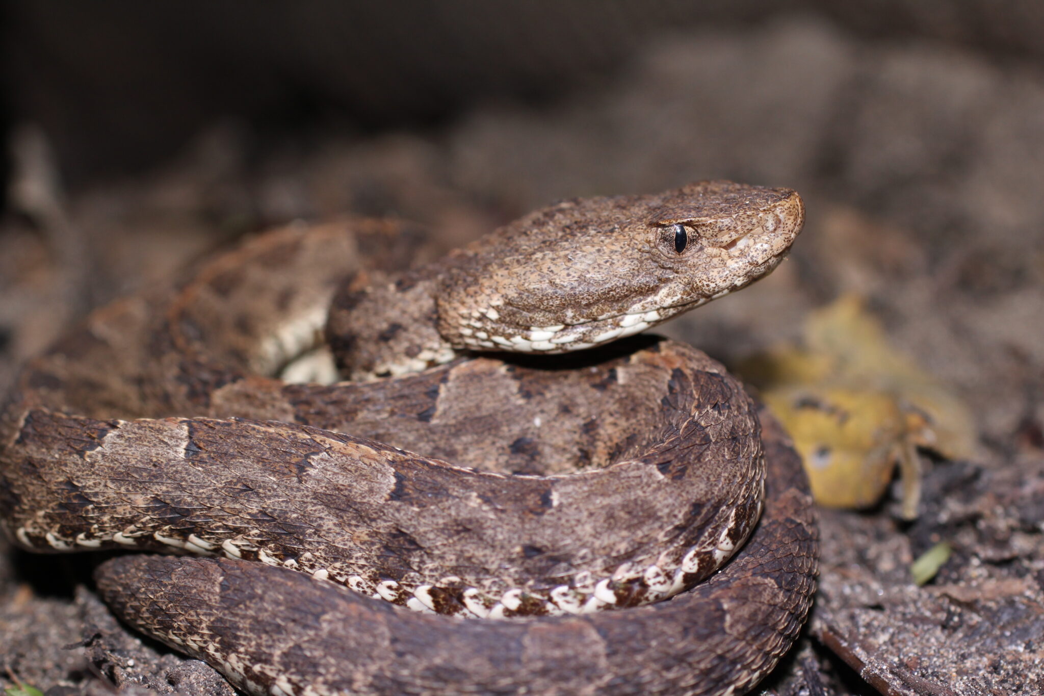 Snake prevention in Costa Rica: guide for homes and gardens ...